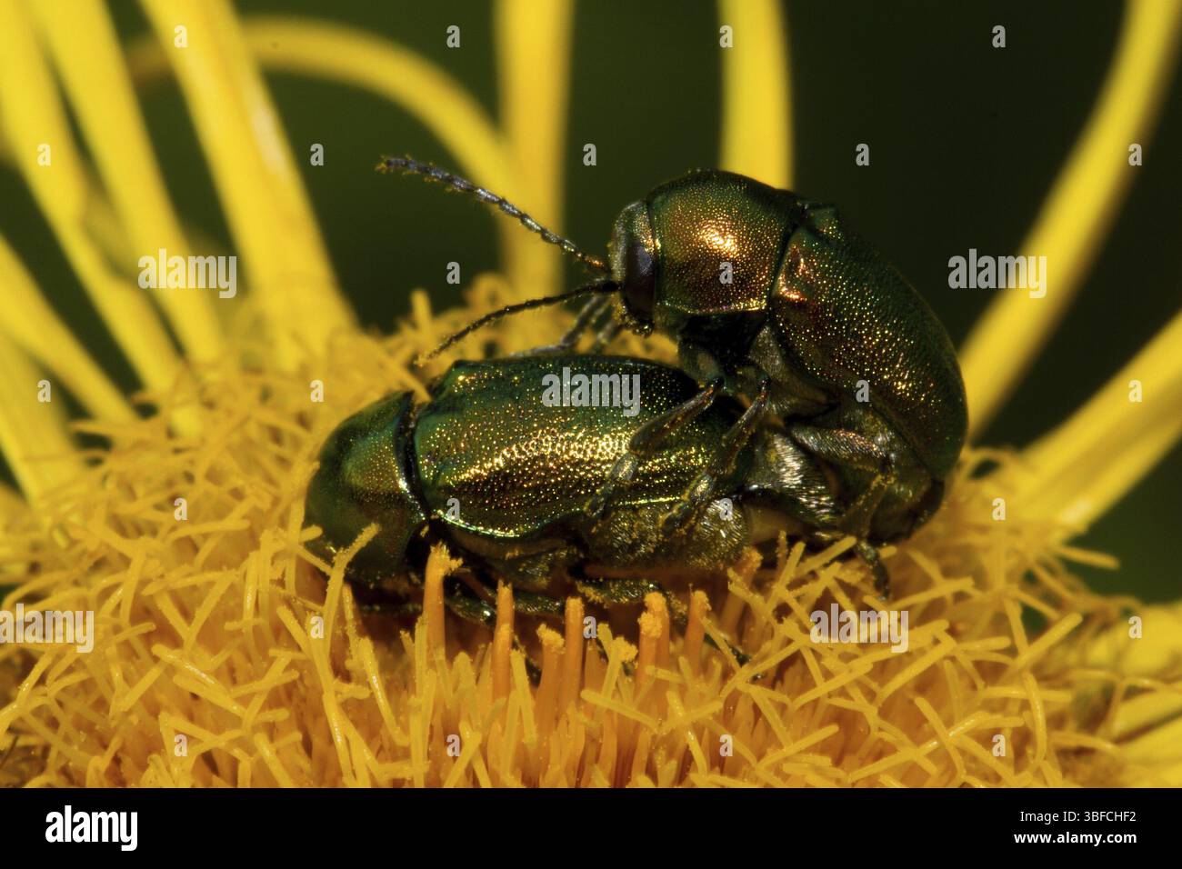 Green dock beetle gastrophysa hi-res stock photography and images - Alamy
