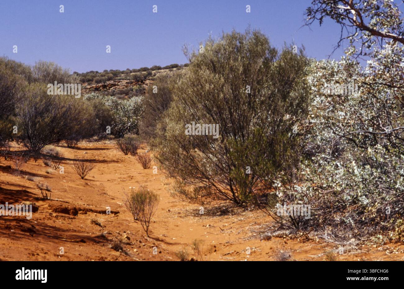 DRY AS A BONE (mulga Stock Photo - Alamy
