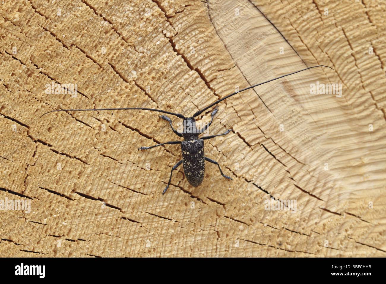 Long horned beetle monochamus hi-res stock photography and images - Alamy