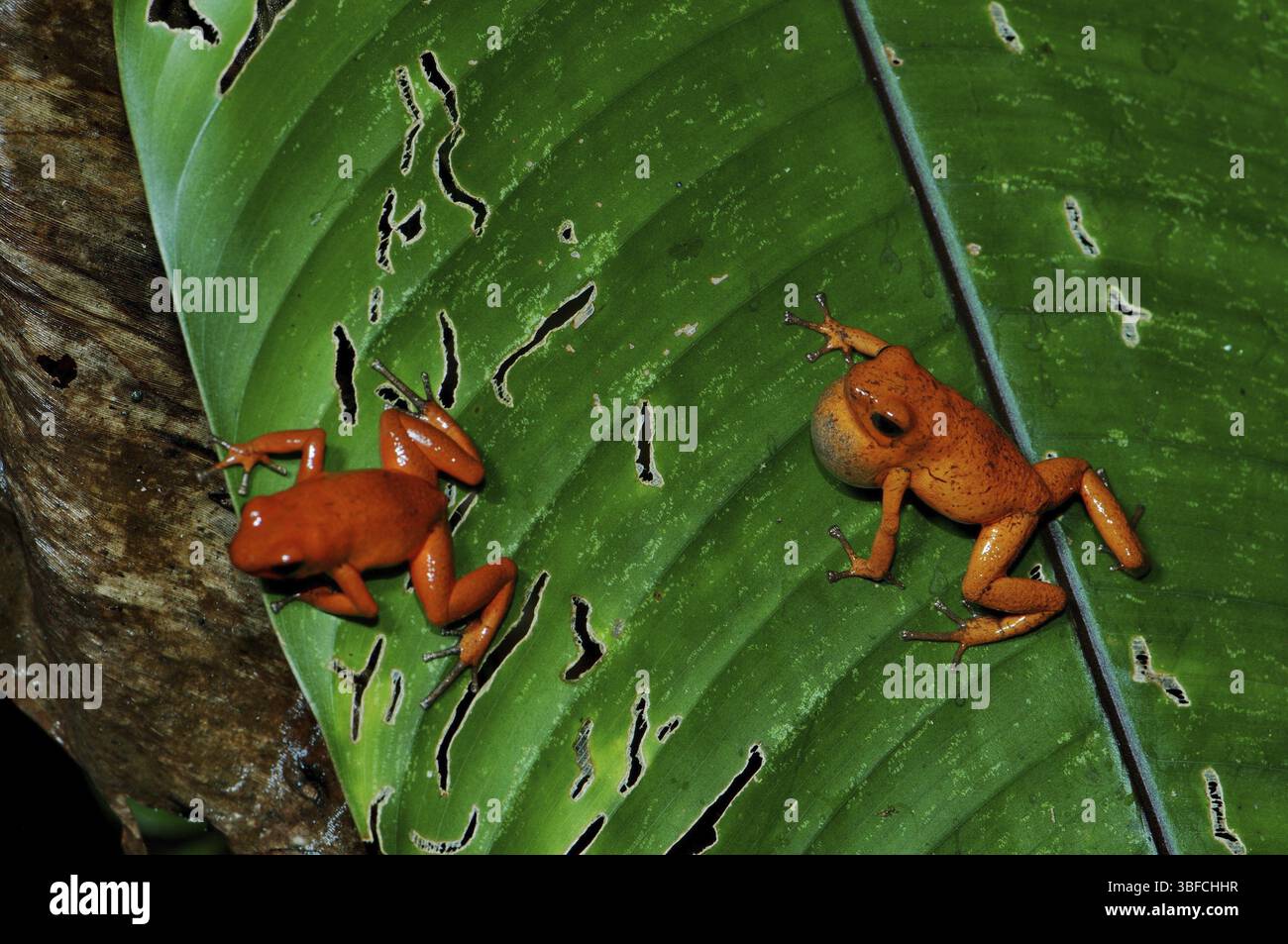 Strawberry frog (Oophaga pumilio Stock Photo - Alamy