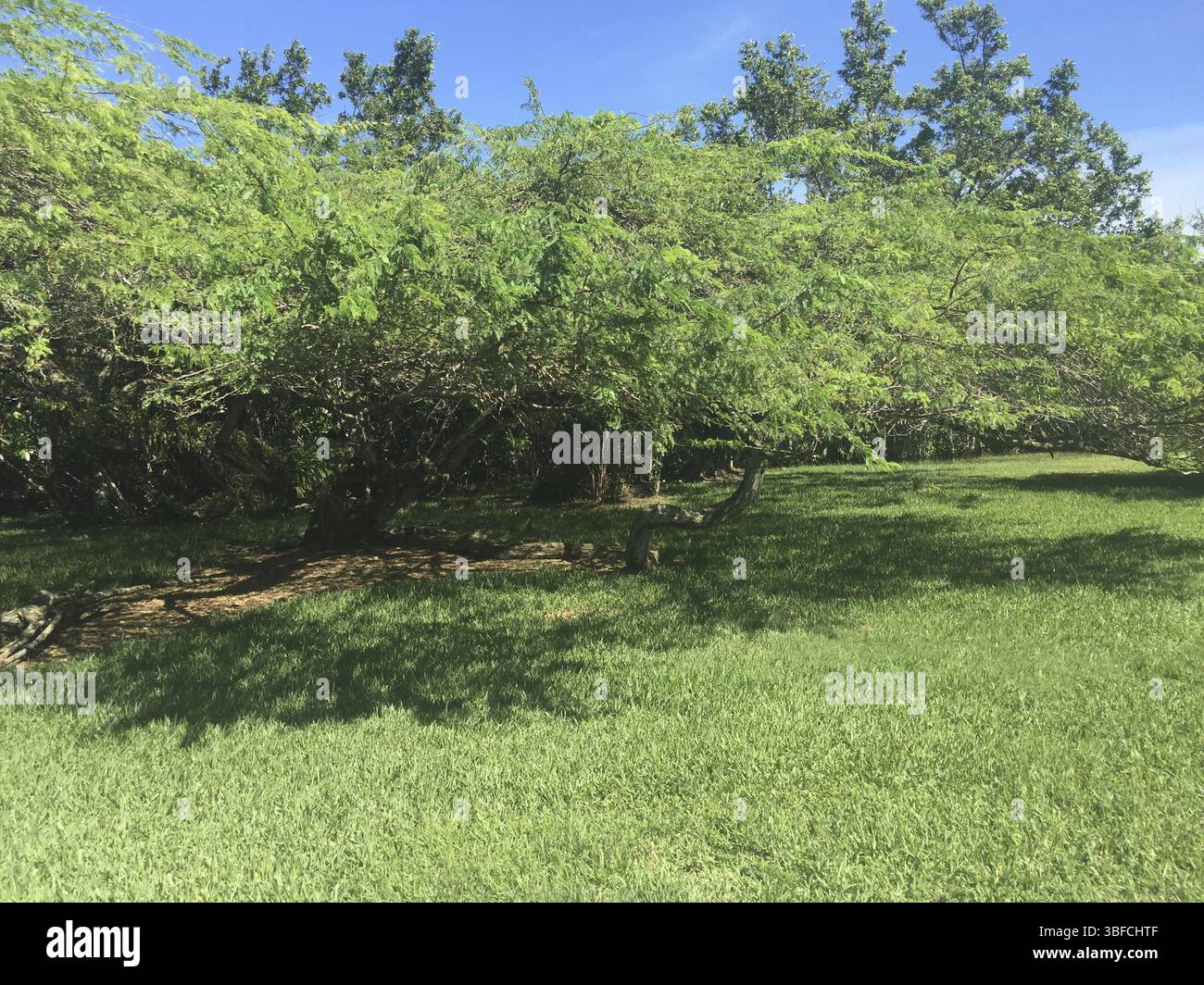 Mesquite (Prosopis juliflora Stock Photo - Alamy