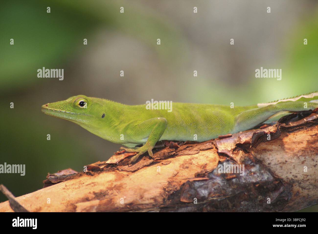 Anolis garmani hi-res stock photography and images - Alamy