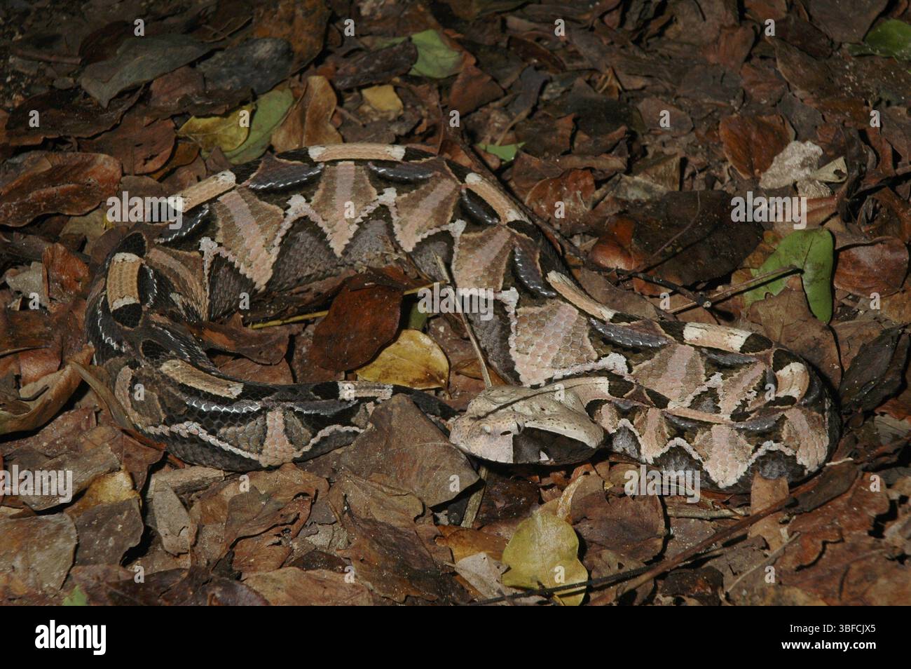 Eastern Gabon viper (Bitis gabonica Stock Photo - Alamy