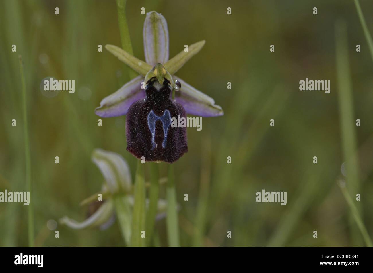 Horseshoe orchid (Ophrys ferrum-equinum Stock Photo - Alamy