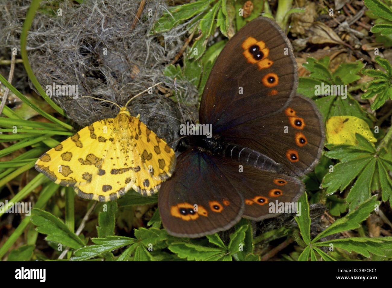 Panther moth with spring fritillary (Pseudopanthera macularia, Erebia ...