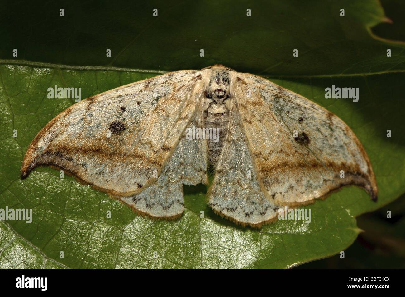 Drepana hi-res stock photography and images - Alamy