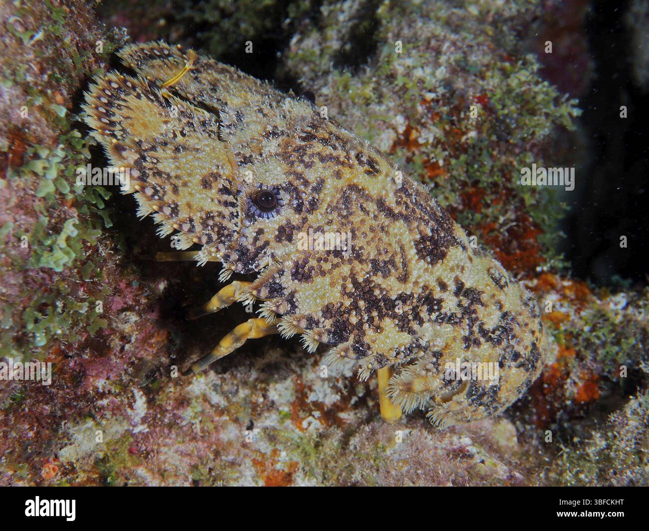 American bear crab (Scyllarus americanus Stock Photo - Alamy