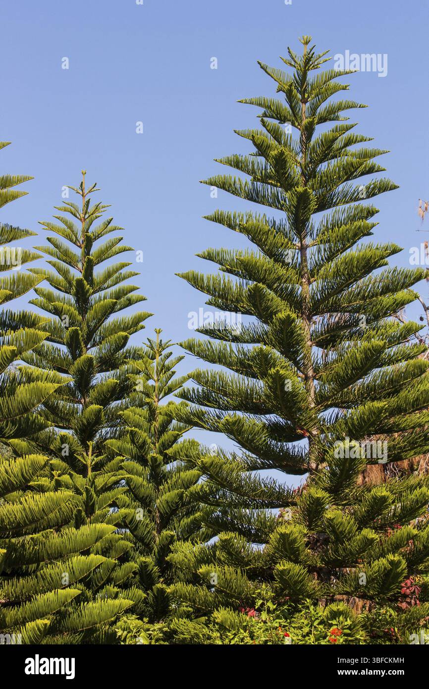 Araucaria heterophylla syn. araucaria excelsa ZIMMERTANNE (araucaria ...