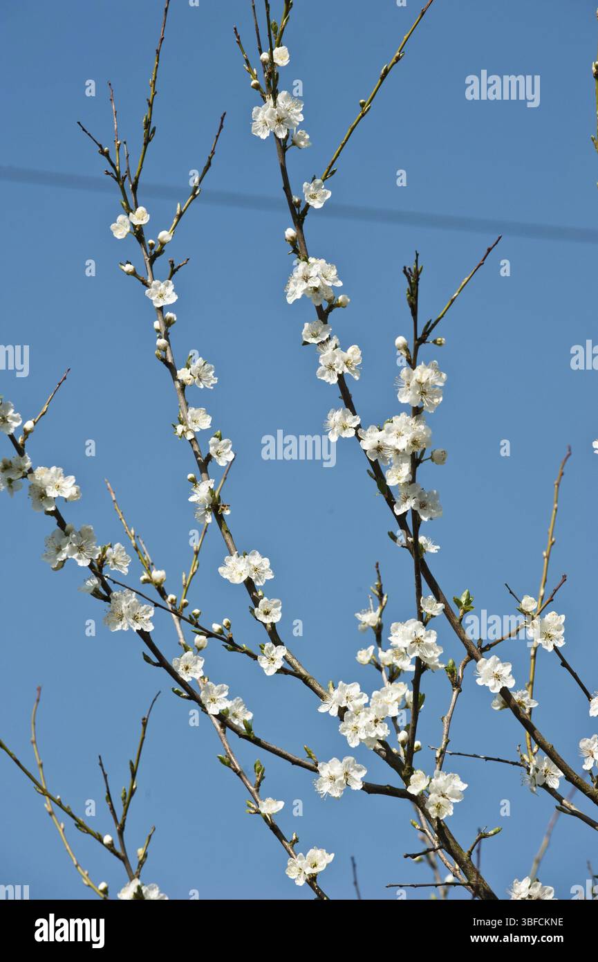 Mirabelle plum blossom (Prunus domestica syriaca Stock Photo - Alamy