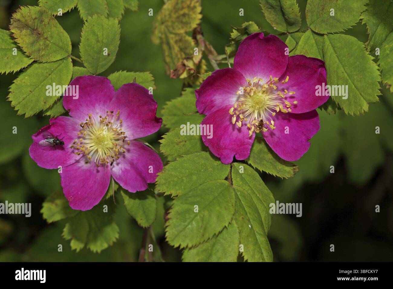 Alpine dog rose (Rosa pendulina Stock Photo - Alamy