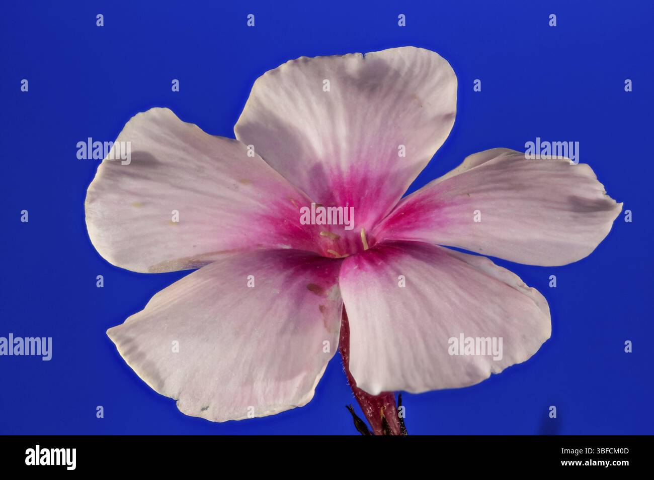 Flame flower (Phlox paniculata Stock Photo - Alamy