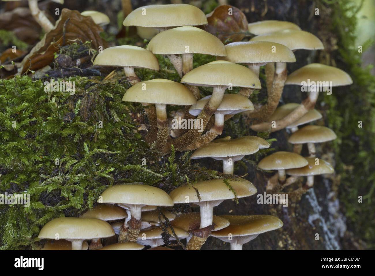 Two tone woodtuft kuehneromyces mutabilis hi-res stock photography and ...