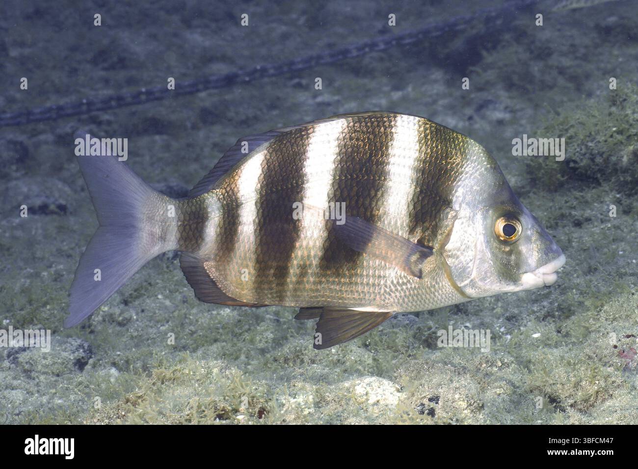 Zebra fish sea ray finned hi-res stock photography and images - Alamy