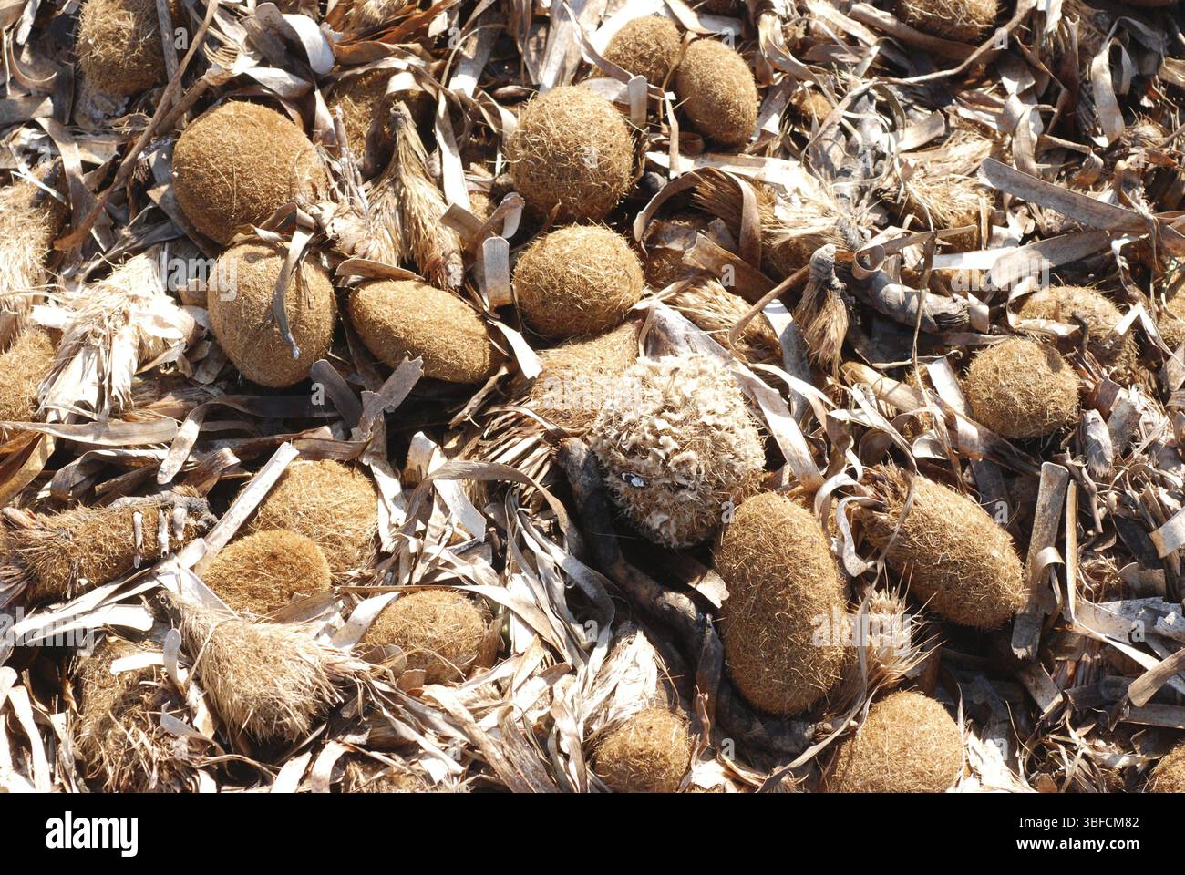 Sea balls from a type of algae (dead leaves) (Posidonia oceanica Stock ...