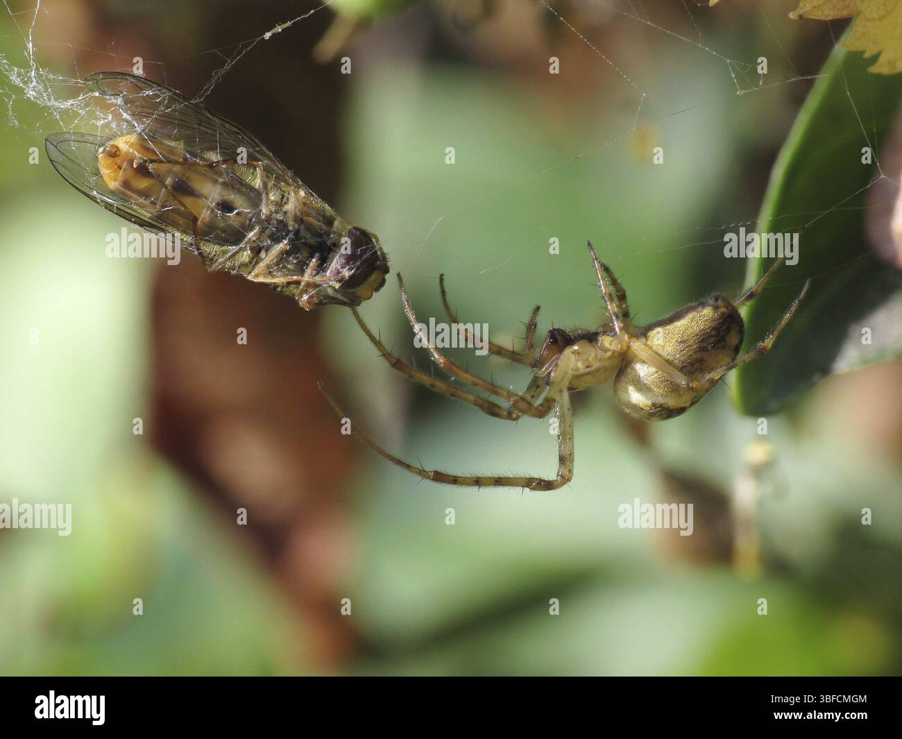 Autumn spider (Metellina segmentata Stock Photo - Alamy