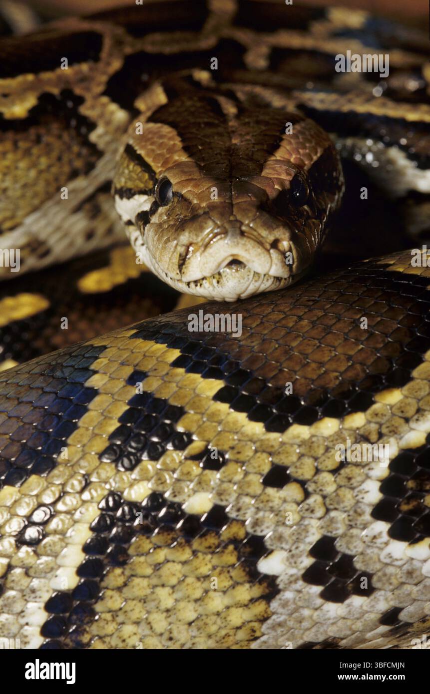 Tiger python (Python molurus Stock Photo - Alamy
