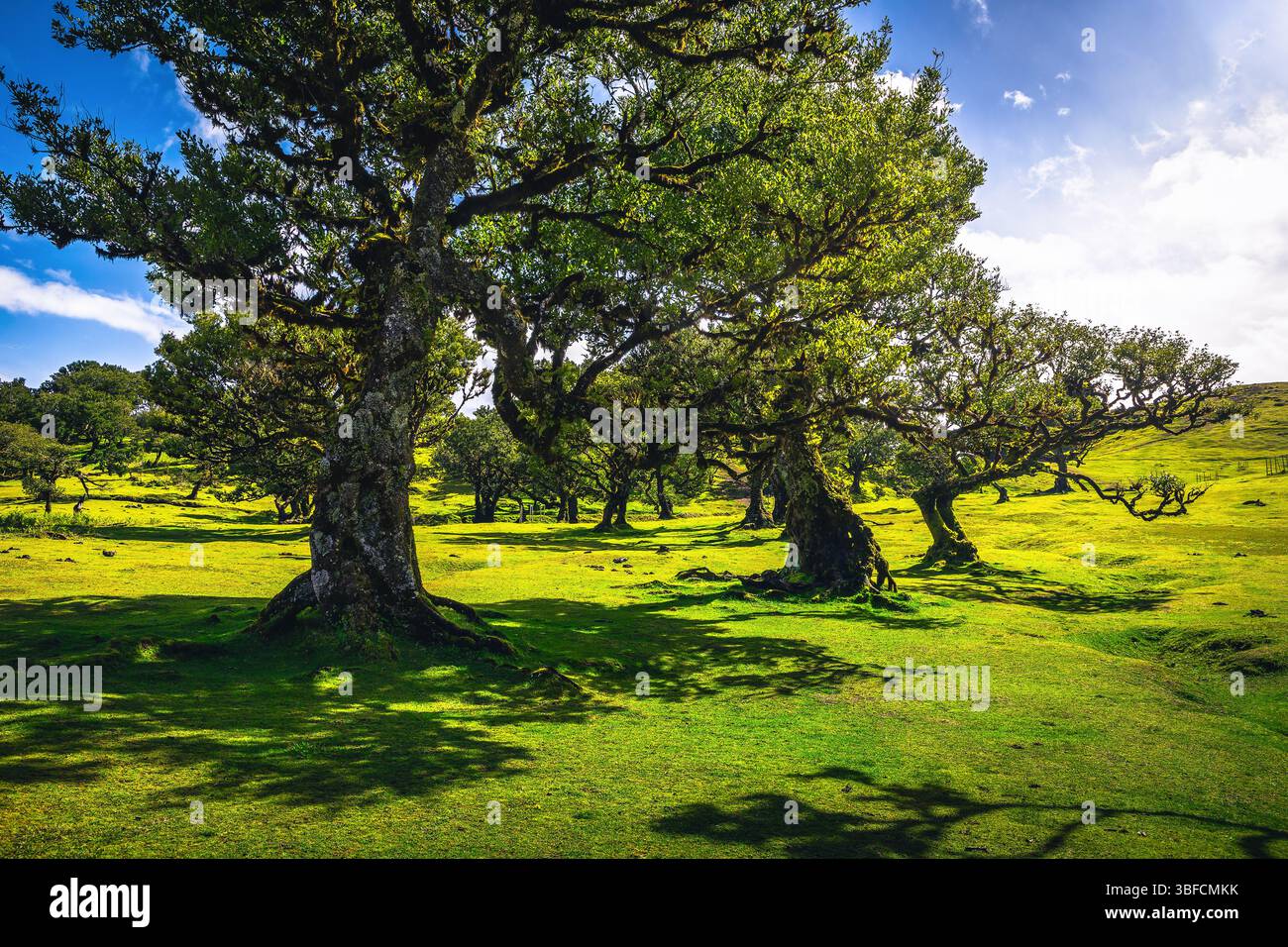 One of the most famous hiking place with magical old laurel trees in ...