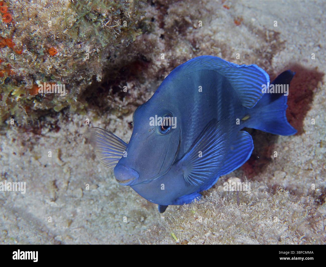 Atlantic blue tang (Acanthurus coeruleus Stock Photo - Alamy