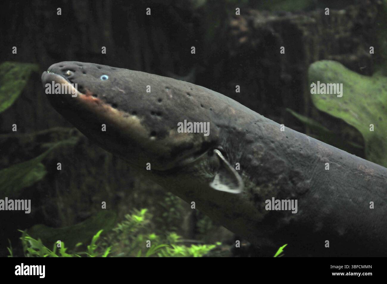 Electric eel (Electrophorus electricus Stock Photo - Alamy