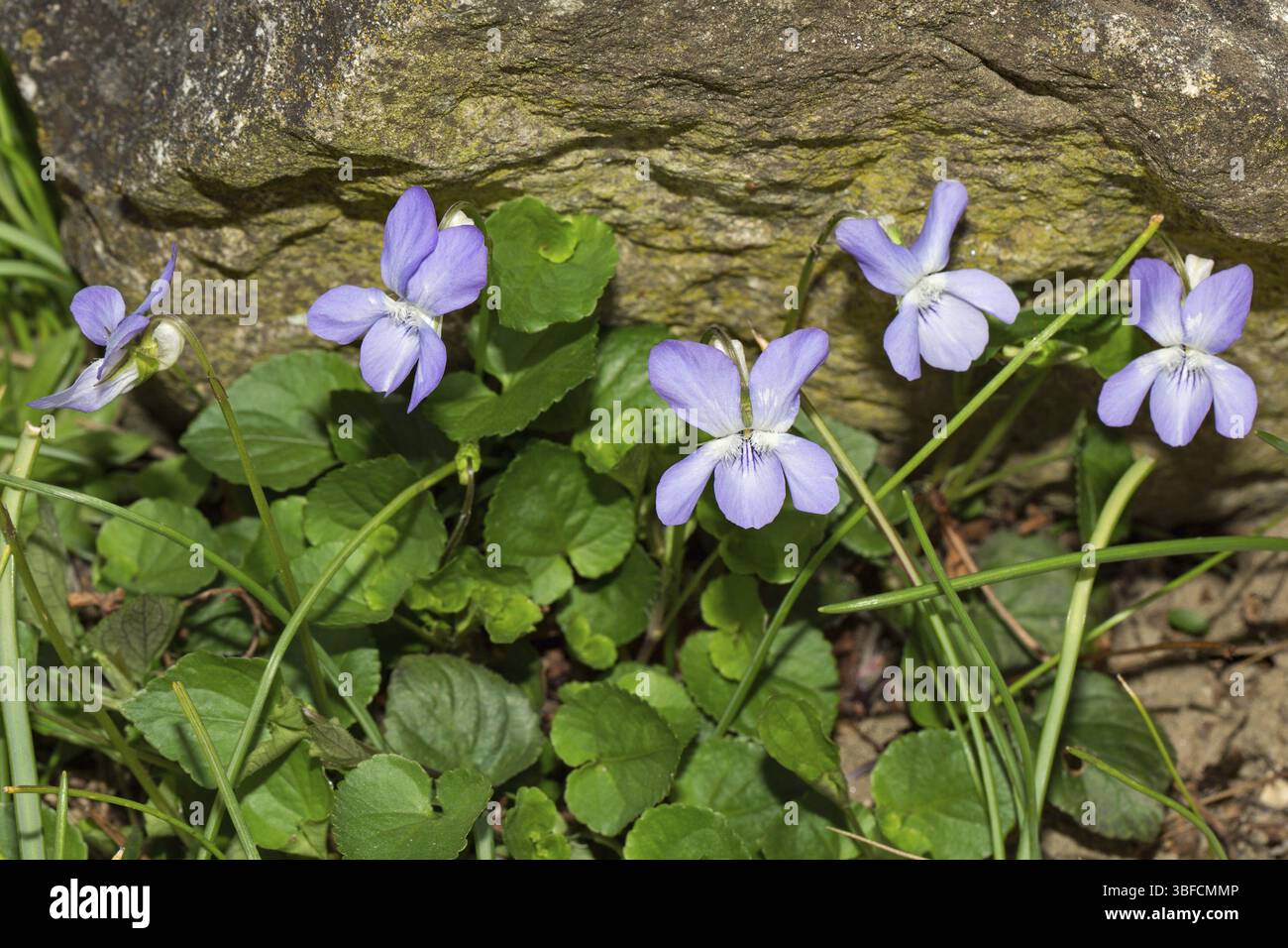 Dog violet (Viola canina Stock Photo - Alamy