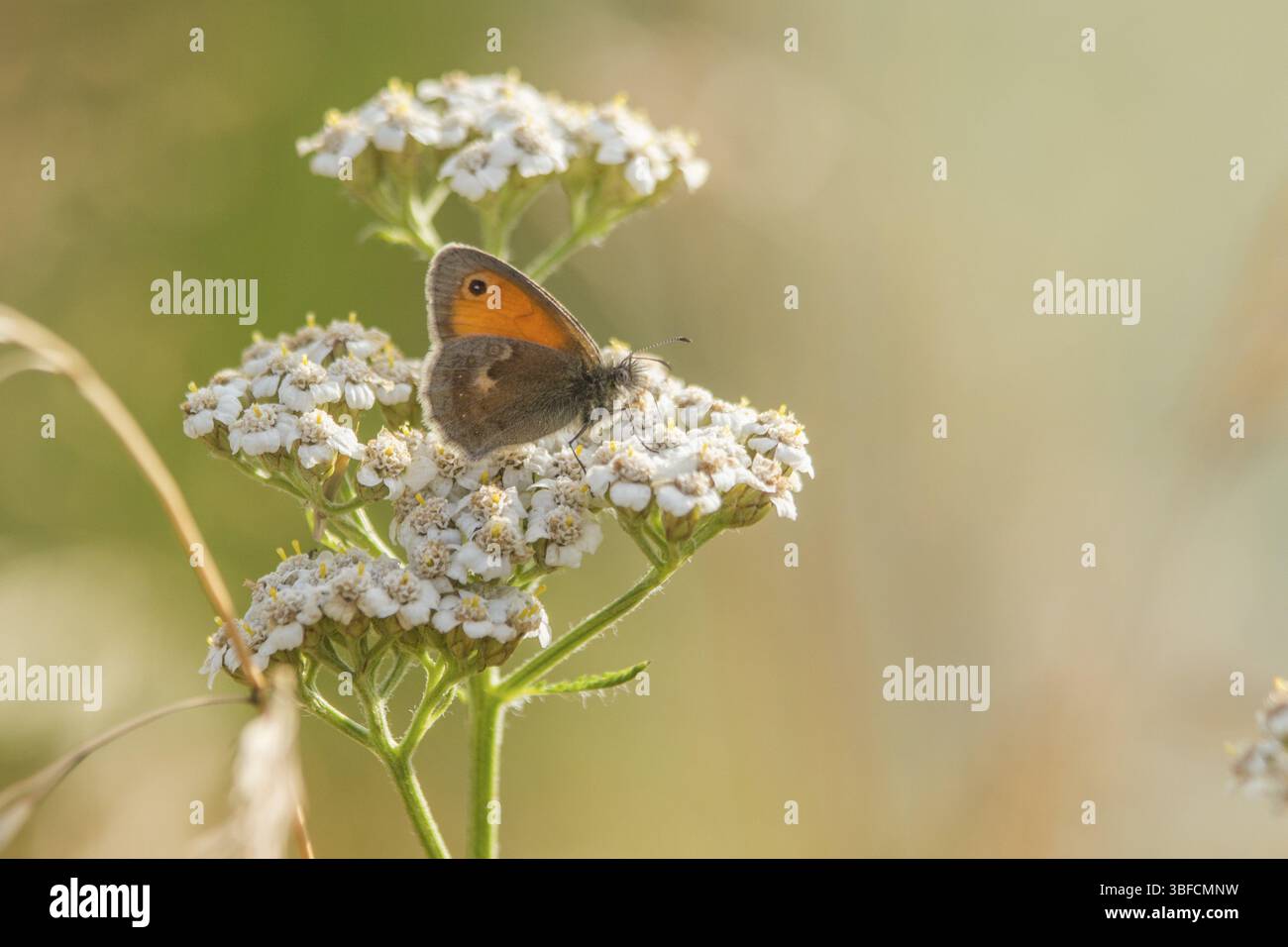 Small heath (Coenonympha pamphilus Stock Photo - Alamy