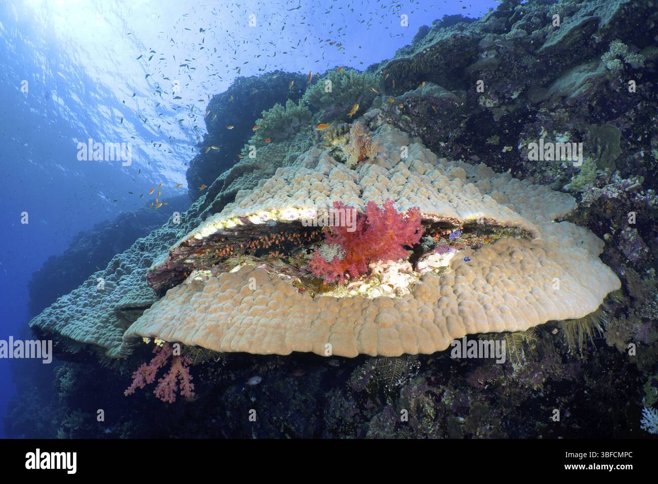 Porites lutea reef red sea egypt hi-res stock photography and images ...