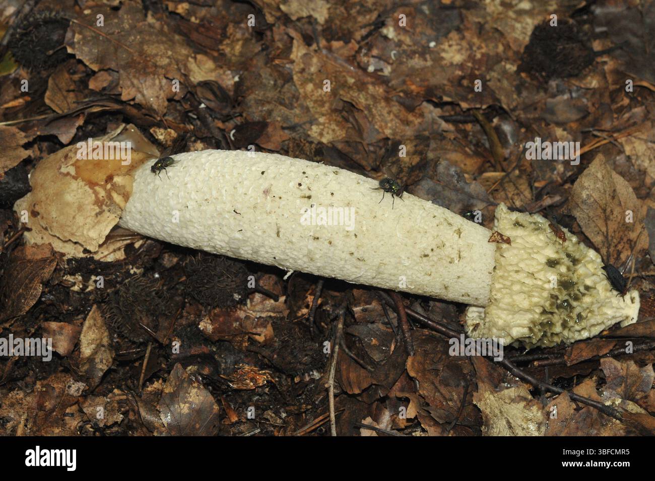 Common stinkhorn (Phallus impudicus Stock Photo - Alamy