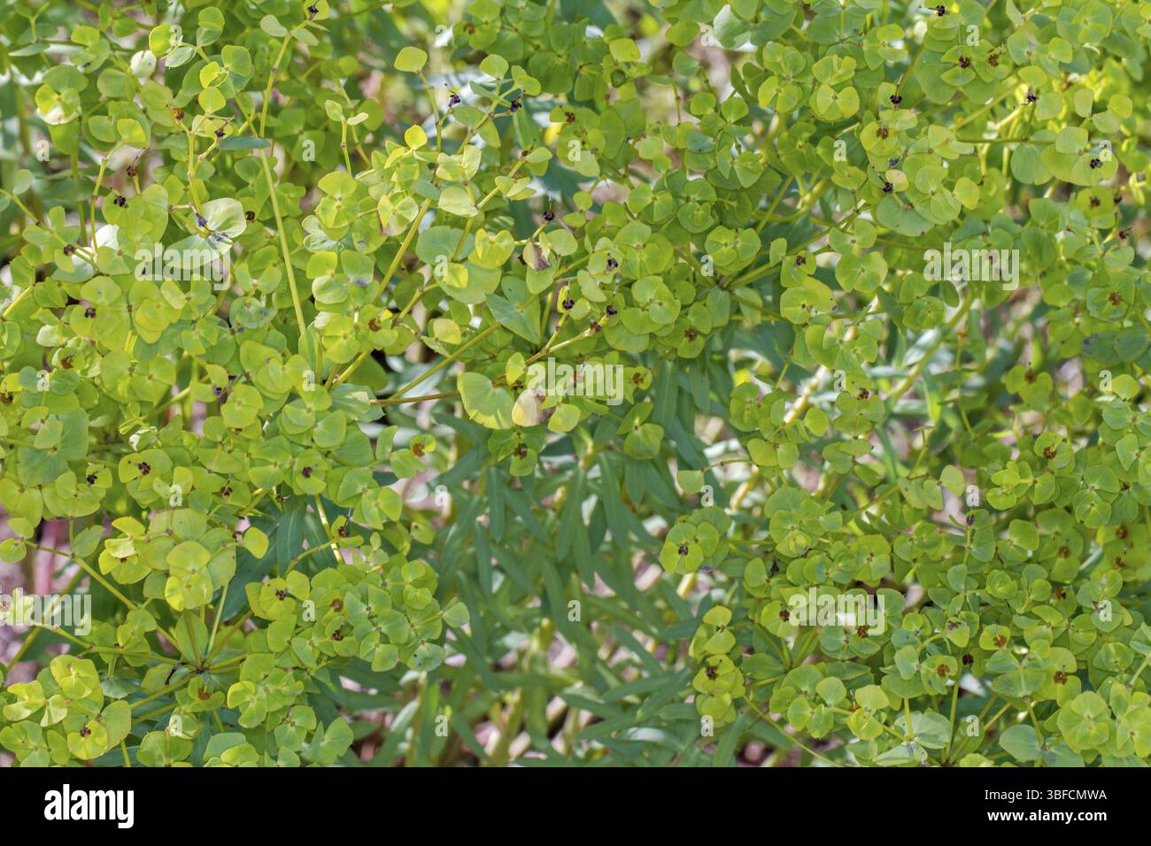 Steppe spurge (Euphorbia seguieriana Stock Photo - Alamy