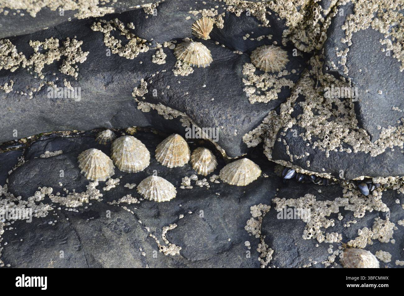 Limpets and barnacles (Patella depressa, Patella vulgate, Semibalanus ...