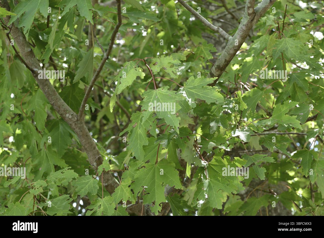Florida maple tree hi-res stock photography and images - Alamy