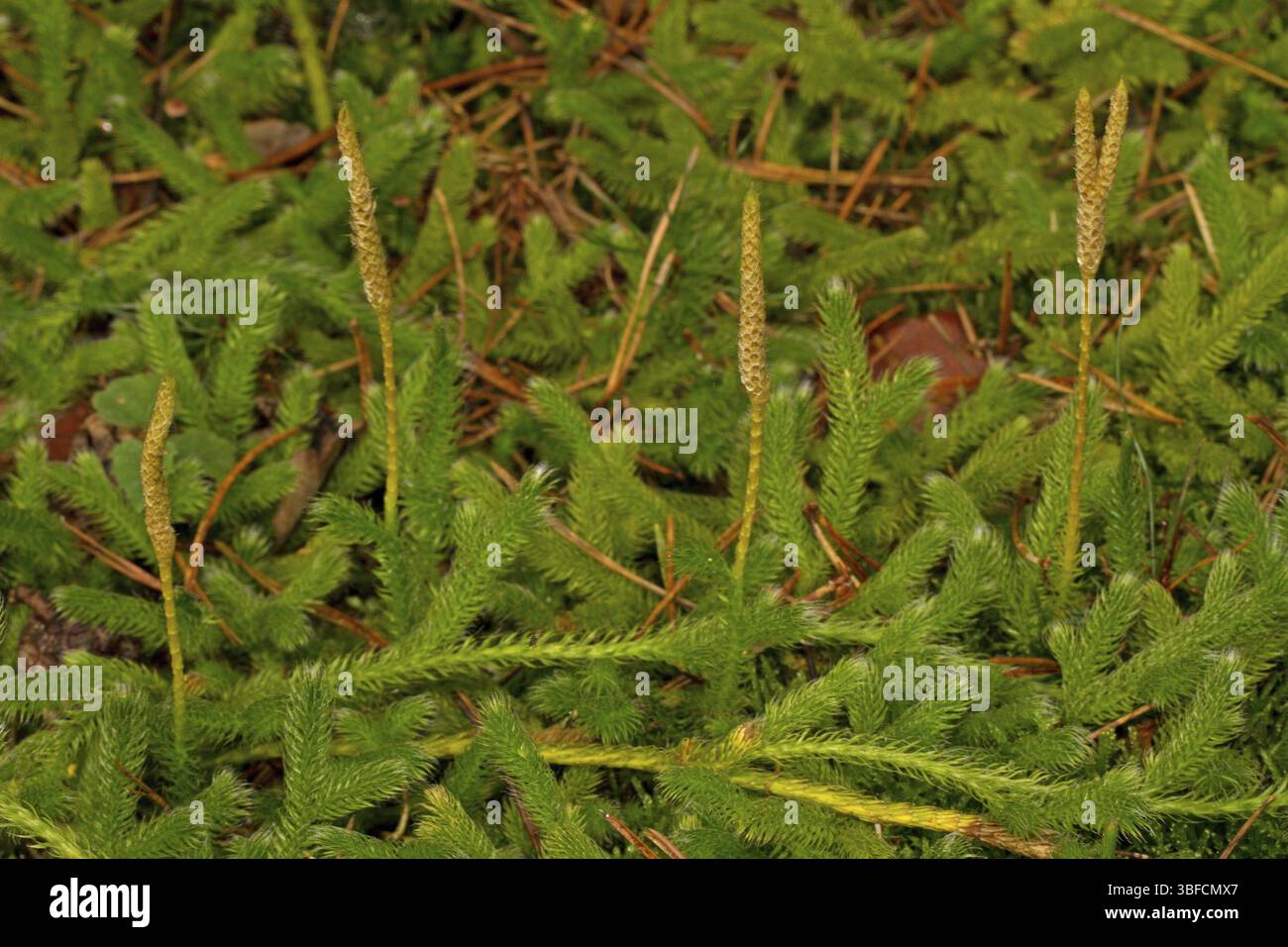 Club moss (Lycopodium clavatum Stock Photo - Alamy