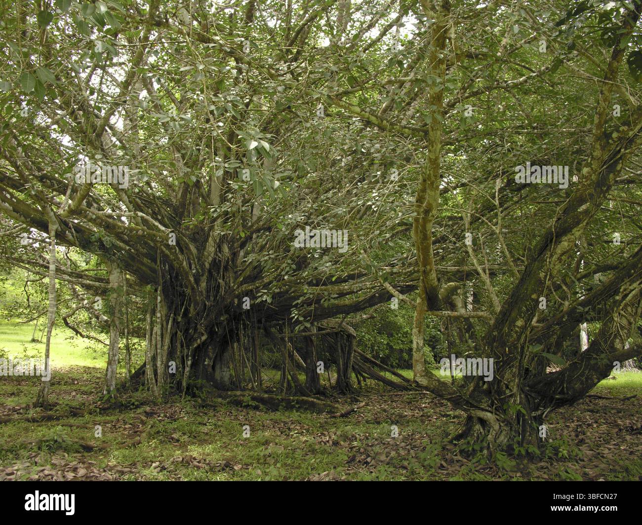 Ficus root system (Ficus spp Stock Photo - Alamy