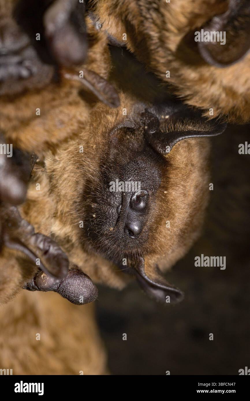Common noctule (Nyctalus noctula Stock Photo - Alamy