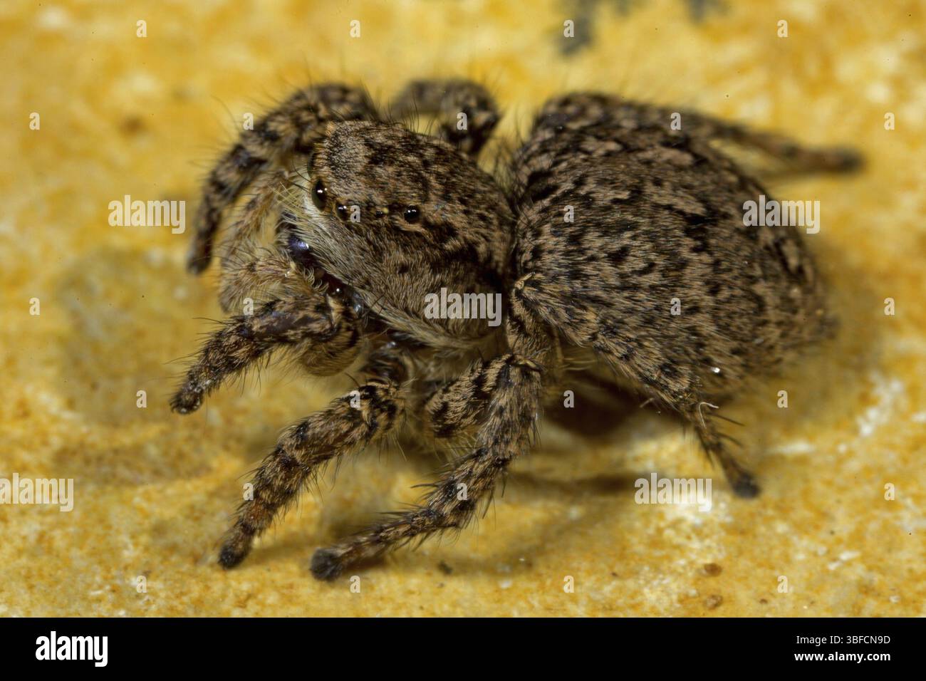 Four-spot jumping spider (Sitticus pubescens Stock Photo - Alamy