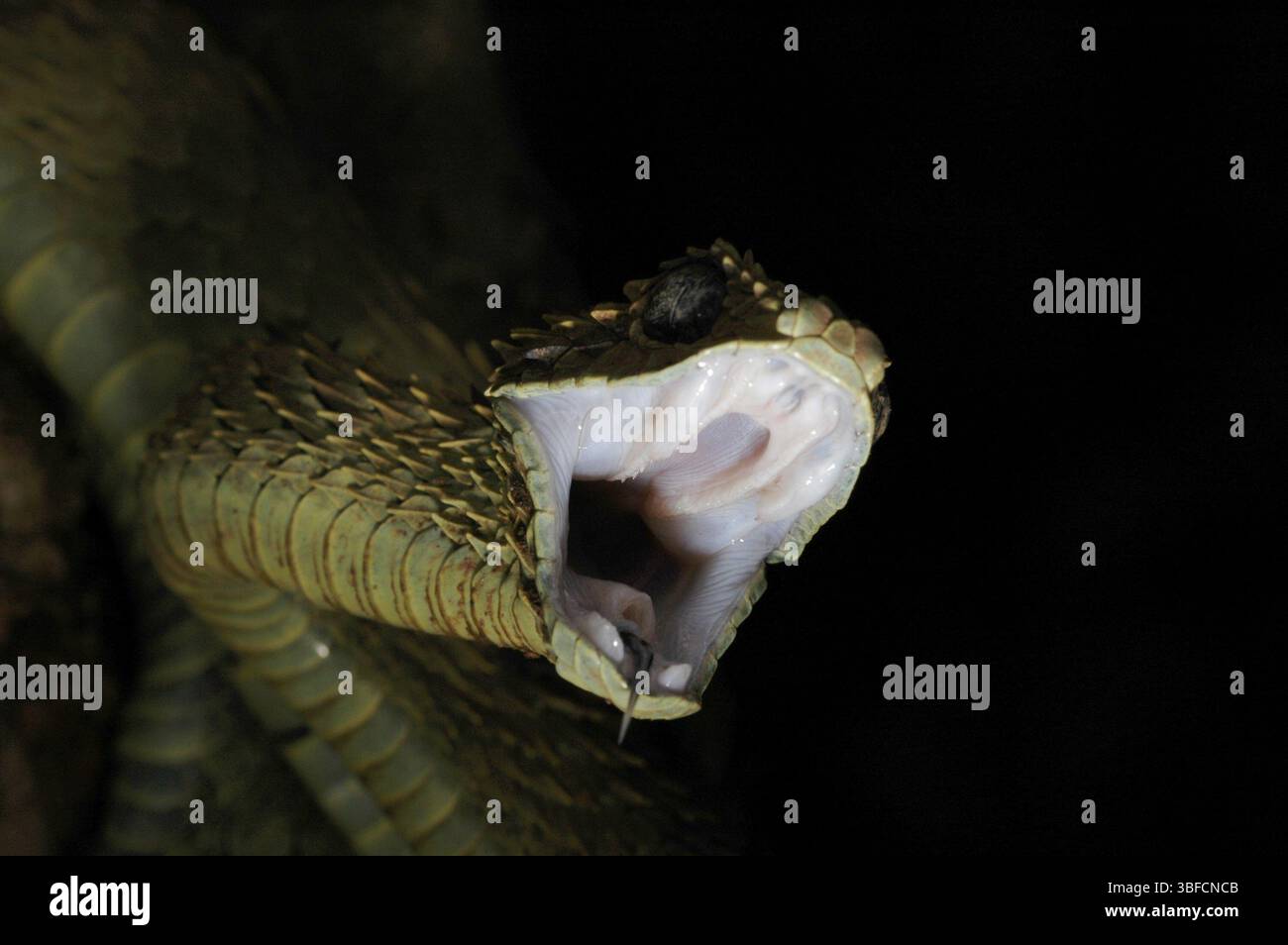 Bush viper (Atheris hispida Stock Photo - Alamy