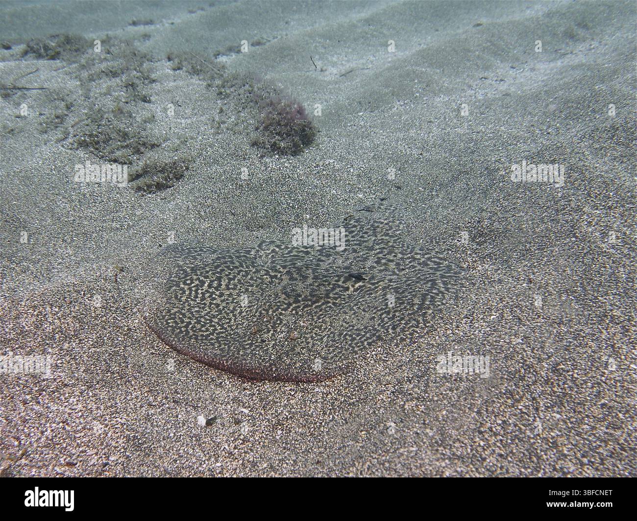 Marble electric ray (Torpedo marmorata Stock Photo - Alamy