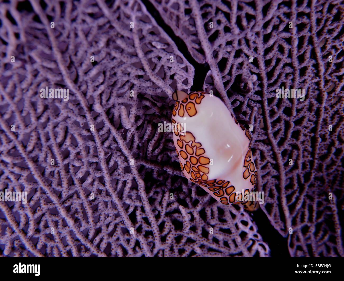 Flamingo tongue (Cyphoma gibbosum Stock Photo - Alamy