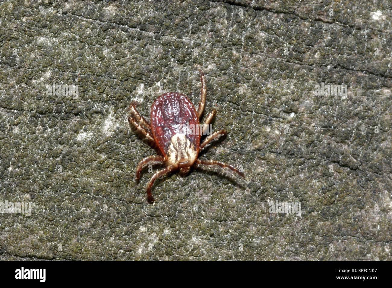 Tick tree hi-res stock photography and images - Alamy