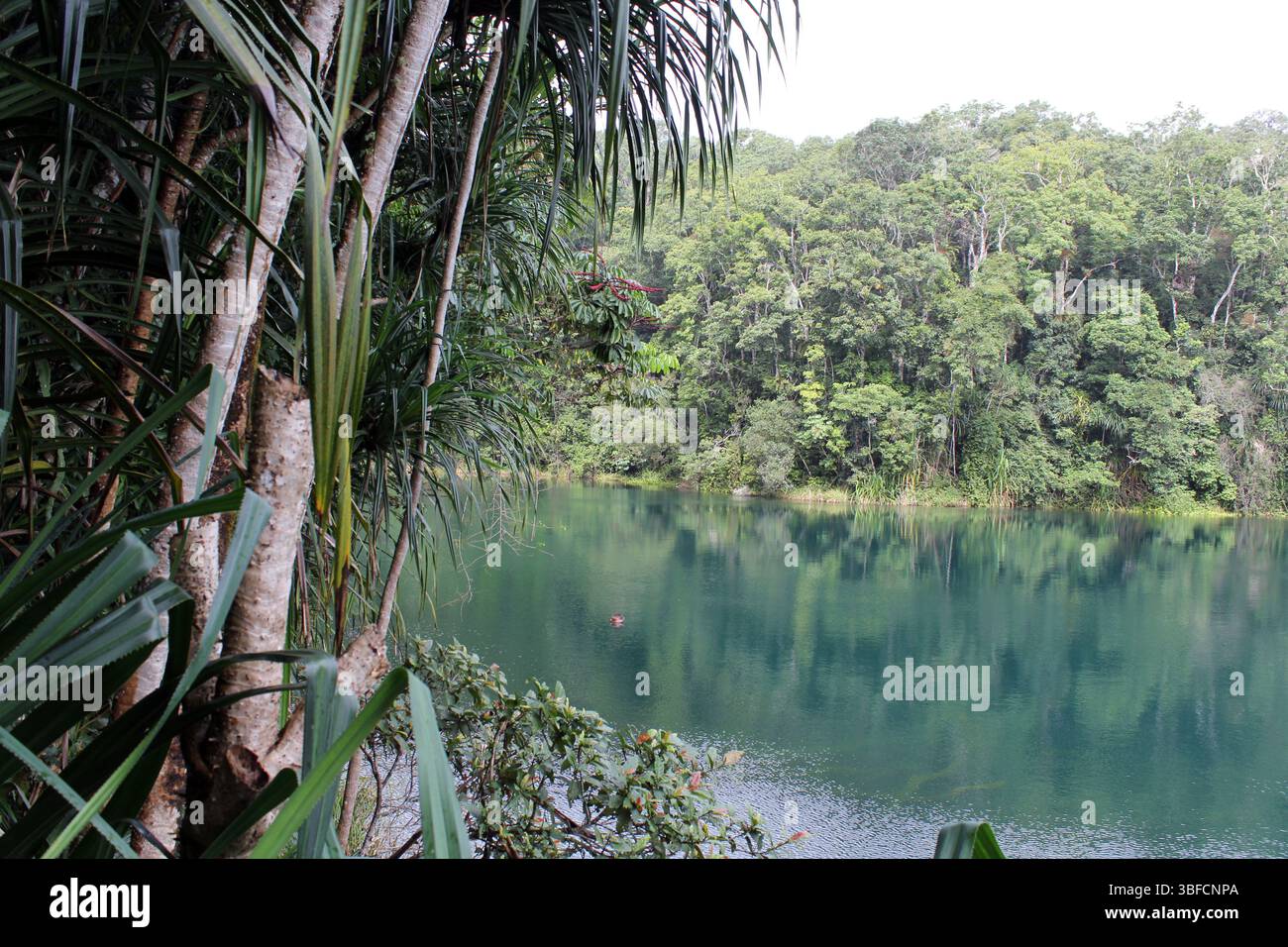 Lake Eacham surrounded by a forest of trees in Far North Queensland ...