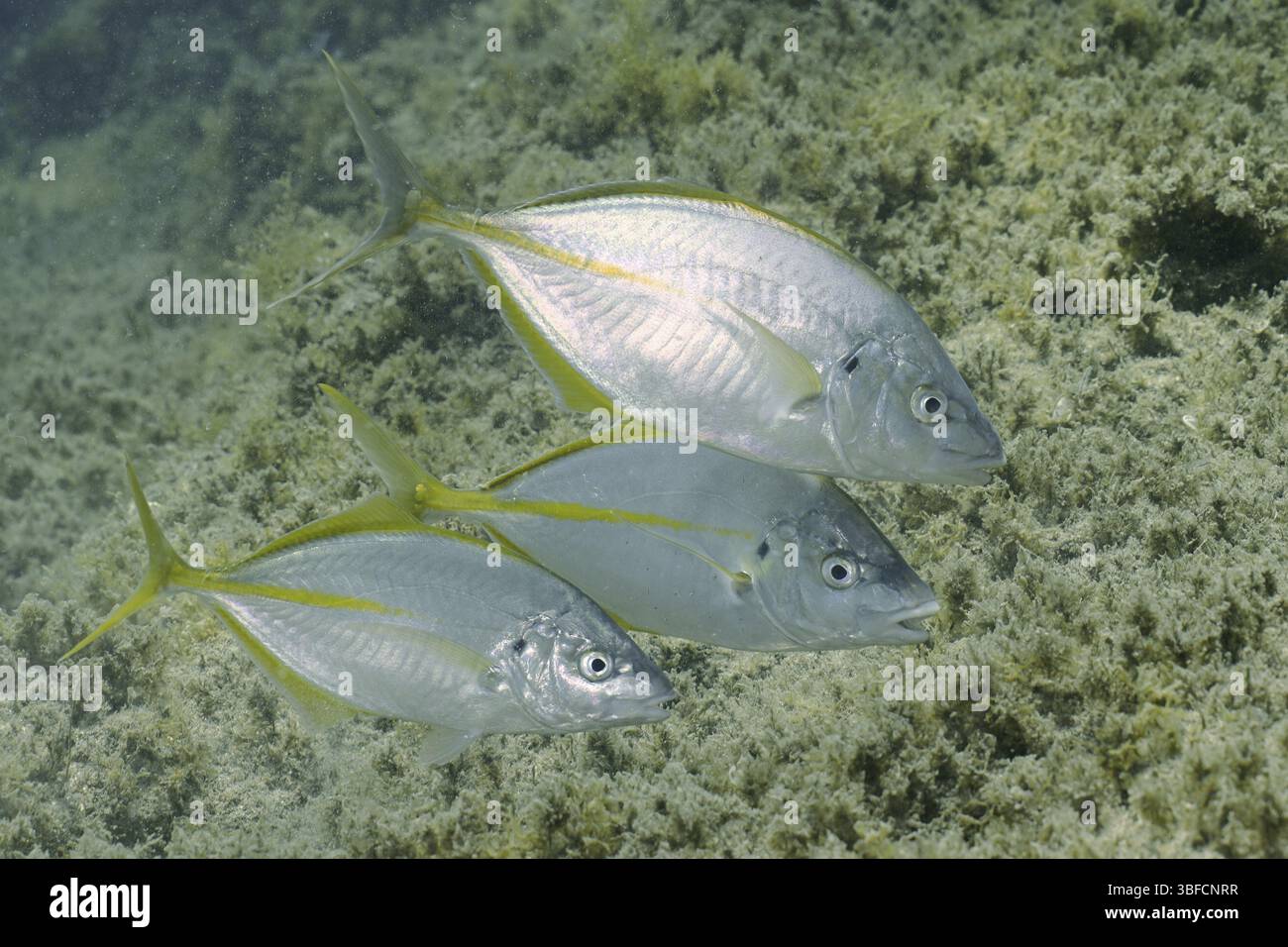 Yellowfin trevally (Pseudocaranx dentex Stock Photo - Alamy