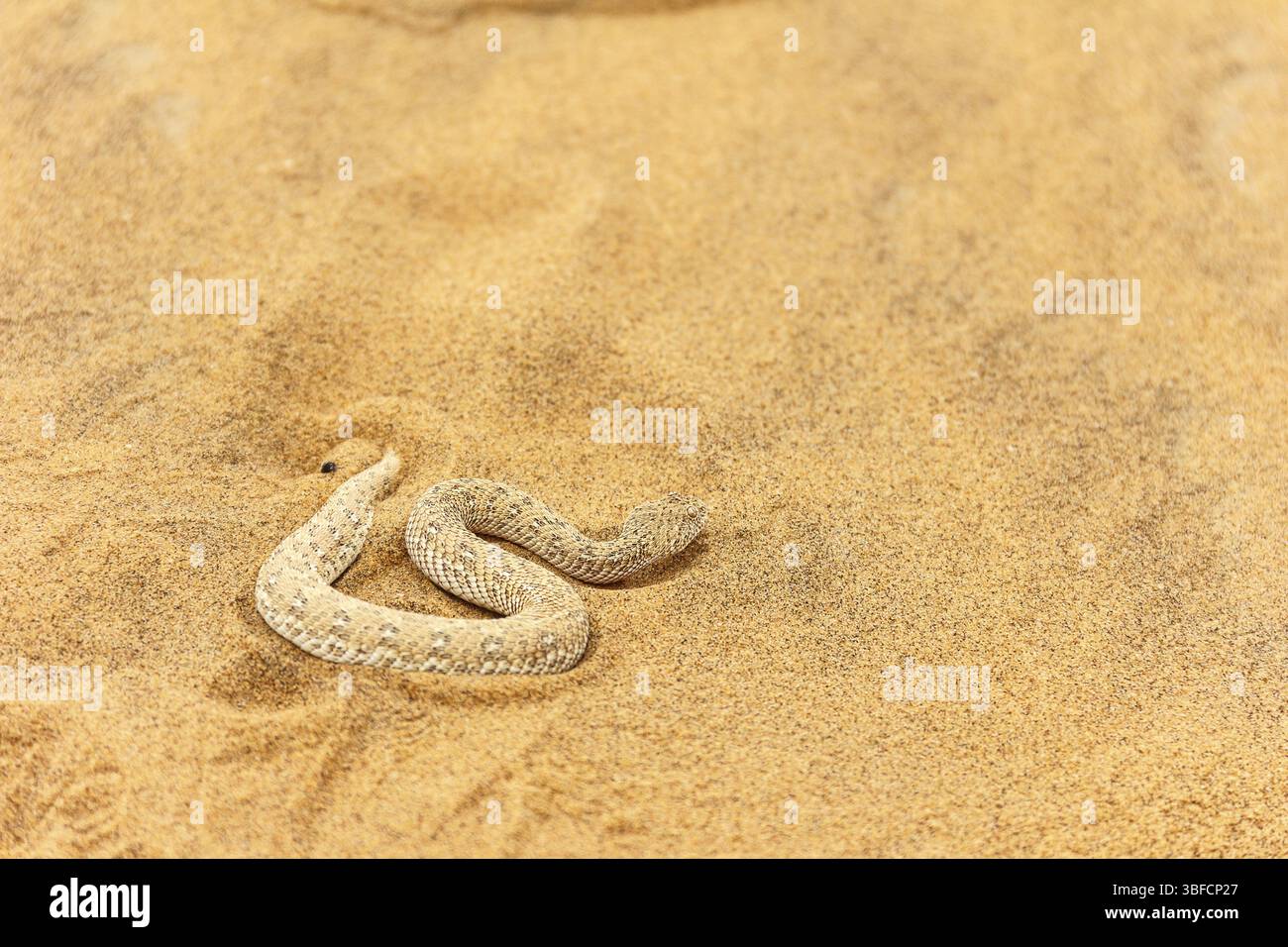 Dwarf puff adder (Bitis peringueyi Stock Photo - Alamy
