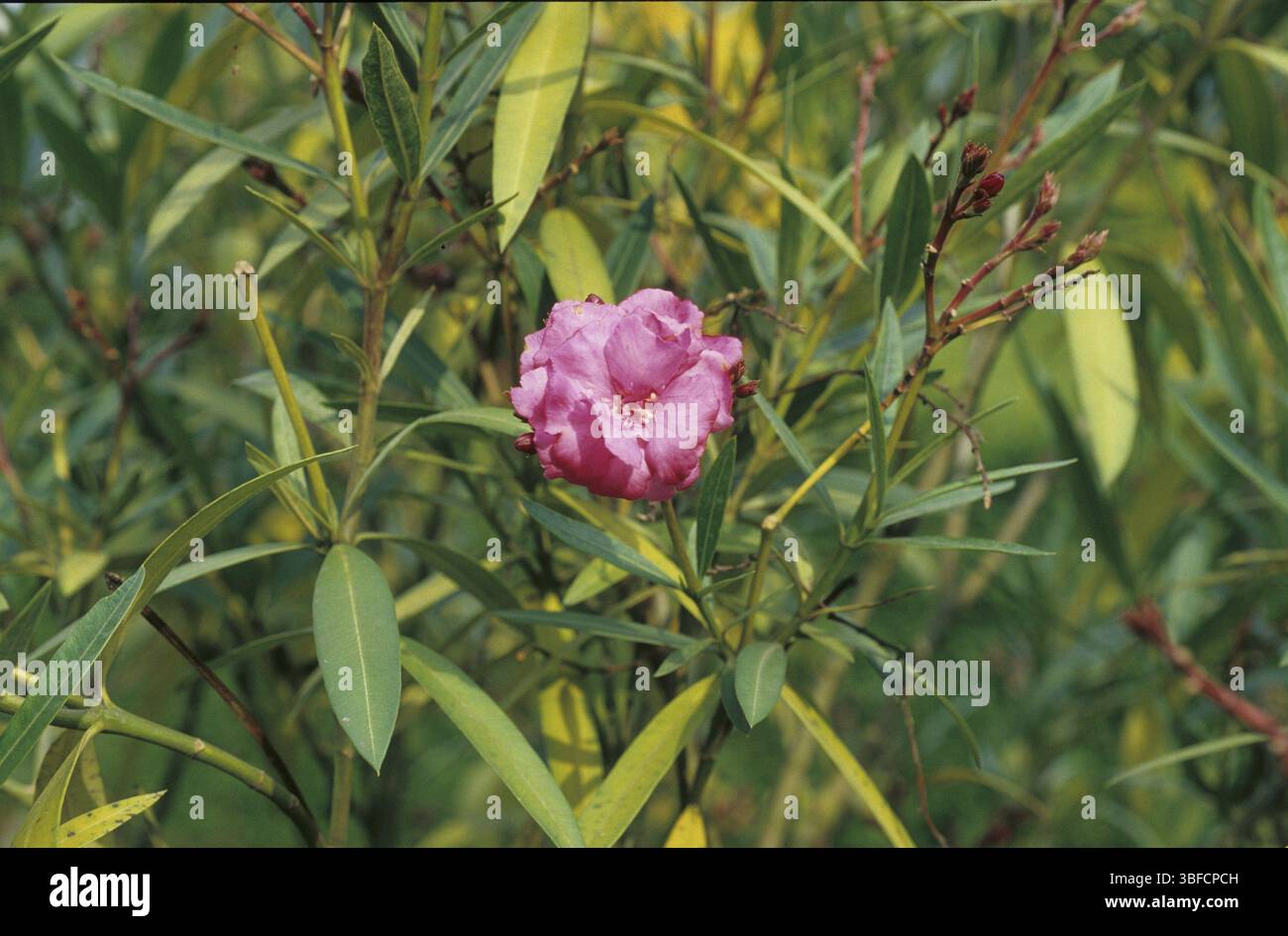 Oleander (Nerium oleander Stock Photo - Alamy