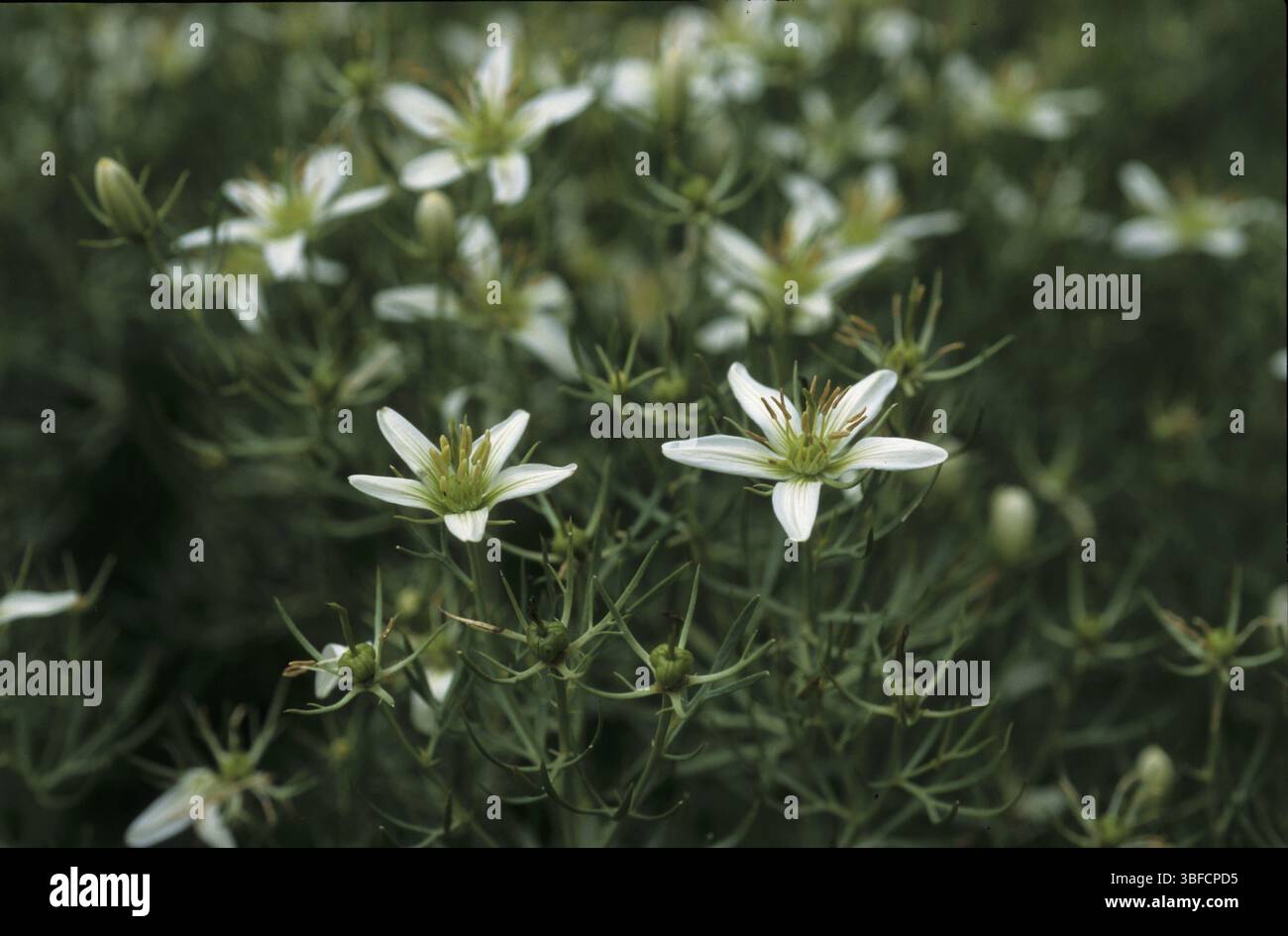 Peganum plant hi-res stock photography and images - Alamy
