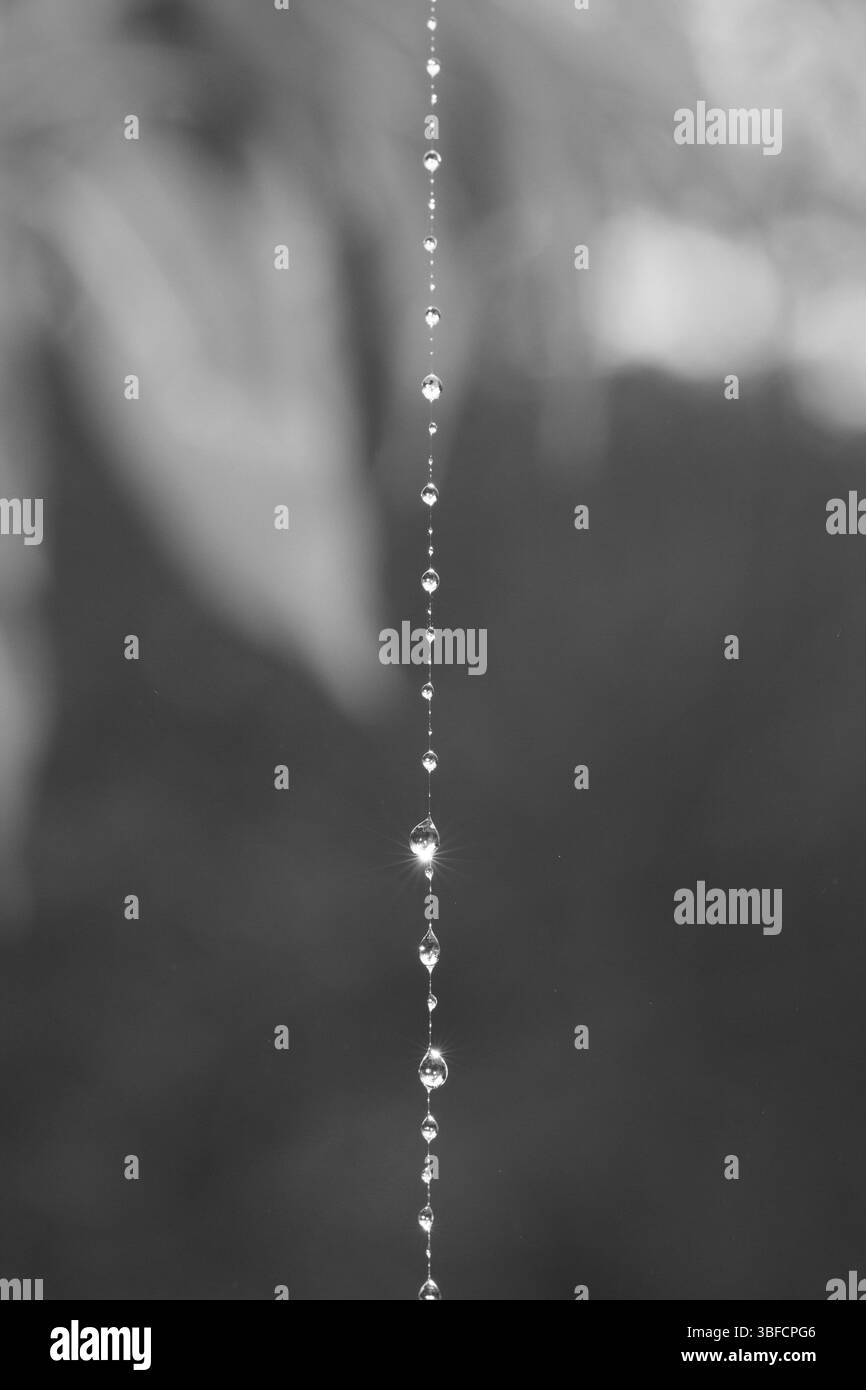 Water droplet chain on spider thread Stock Photo - Alamy