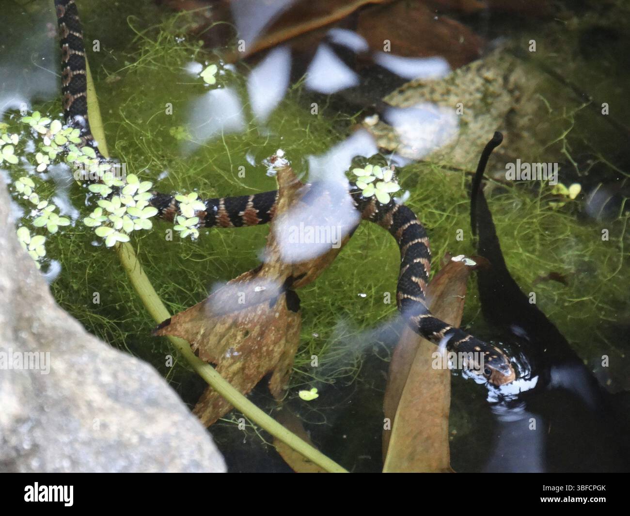 Nerodia fasciata fasciata hi-res stock photography and images - Alamy