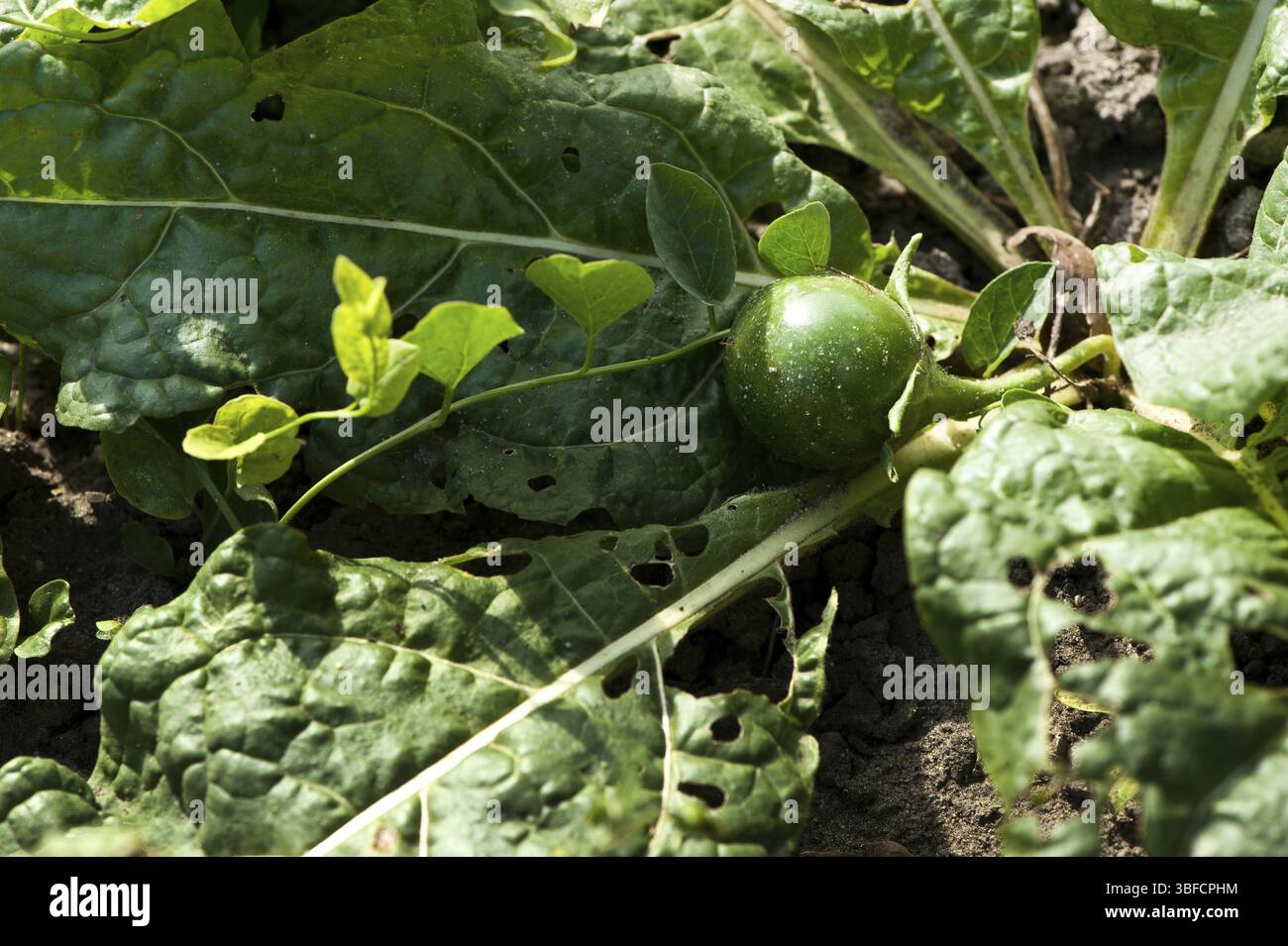 Mandrake (Mandragora officinarum Stock Photo - Alamy