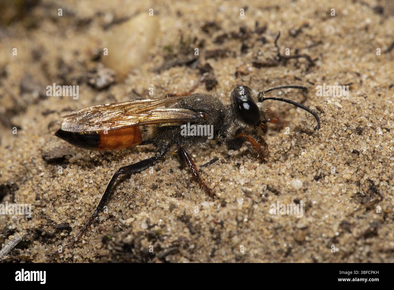 Grasshopper sand wasp (Sphex funerarius Stock Photo - Alamy