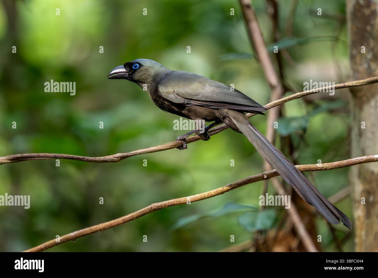 Racket-tailed Treepie - Crypsirina temia, beautiful colored crow family ...