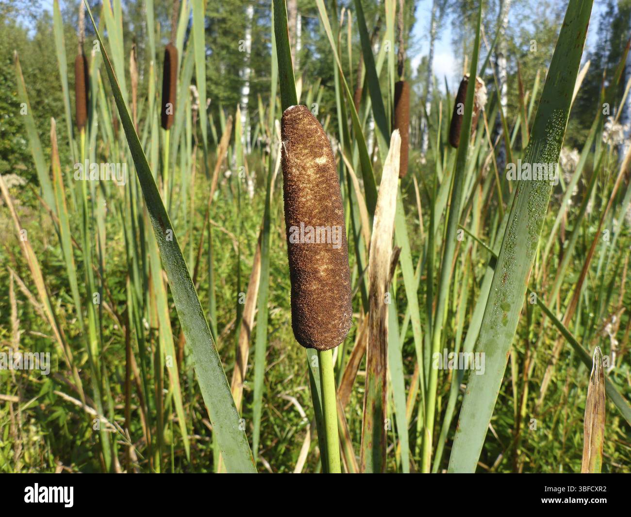 Cattail with seeds (Typha Stock Photo - Alamy