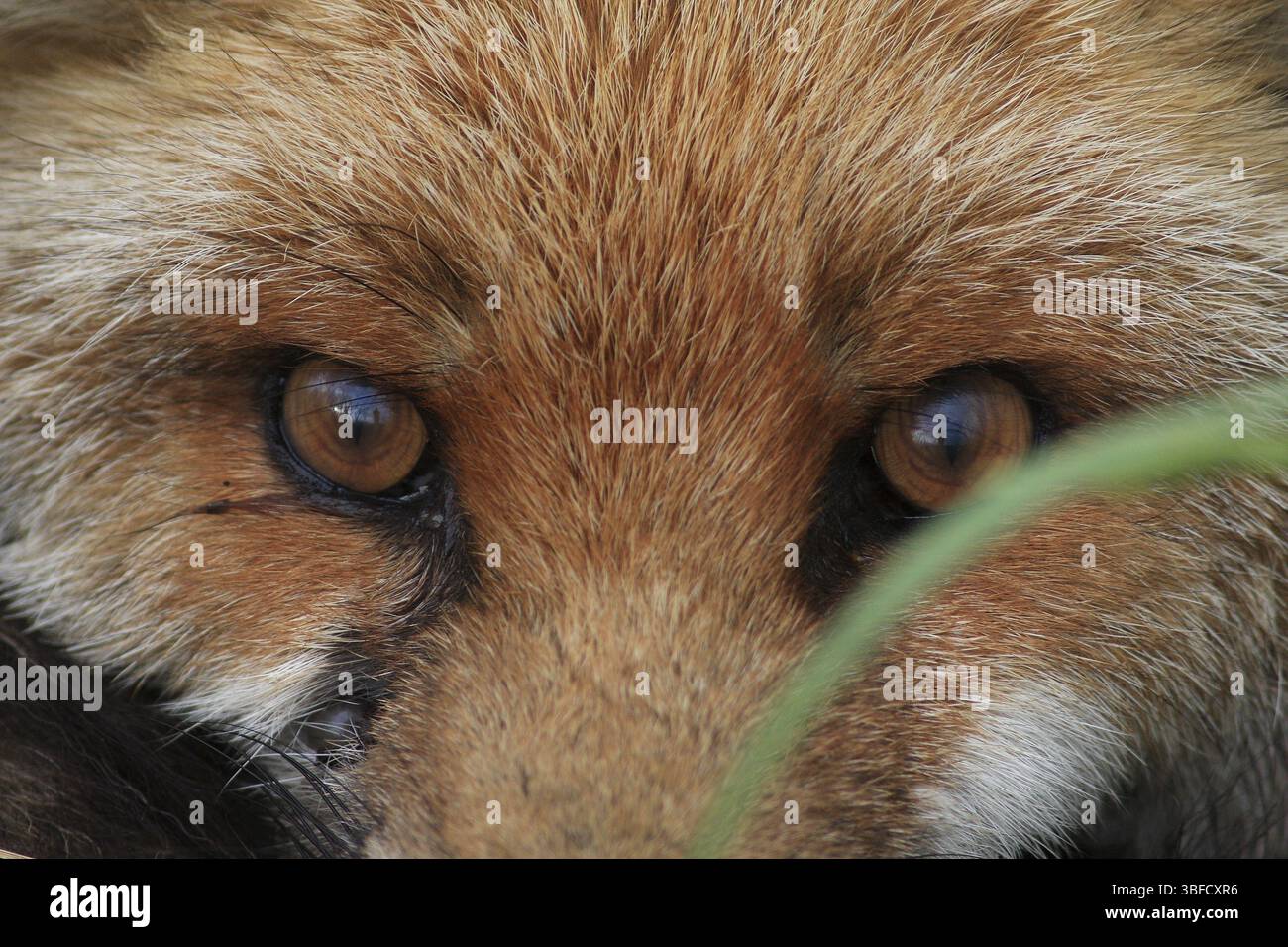 Red fox portrait with tick (Ixodes hexagonus & Vulpes vulpes Stock ...